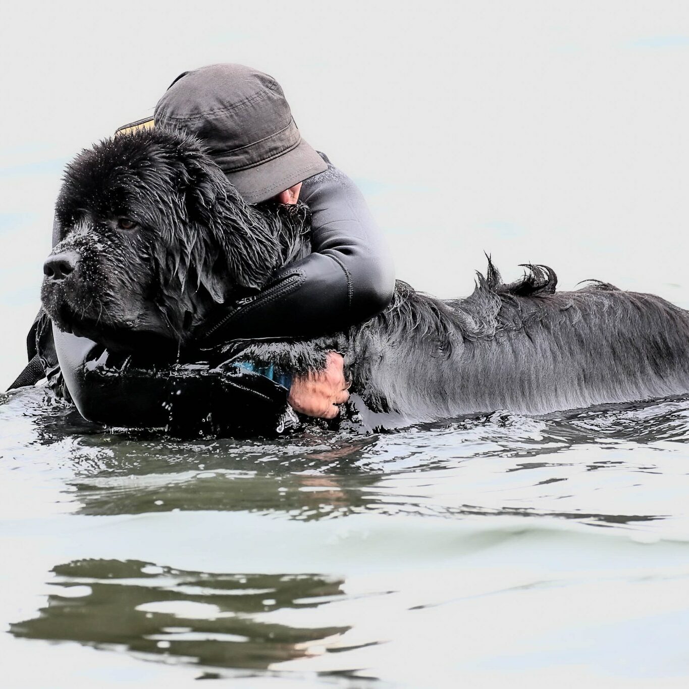 About - SQUIRREL!®️ Dog Training